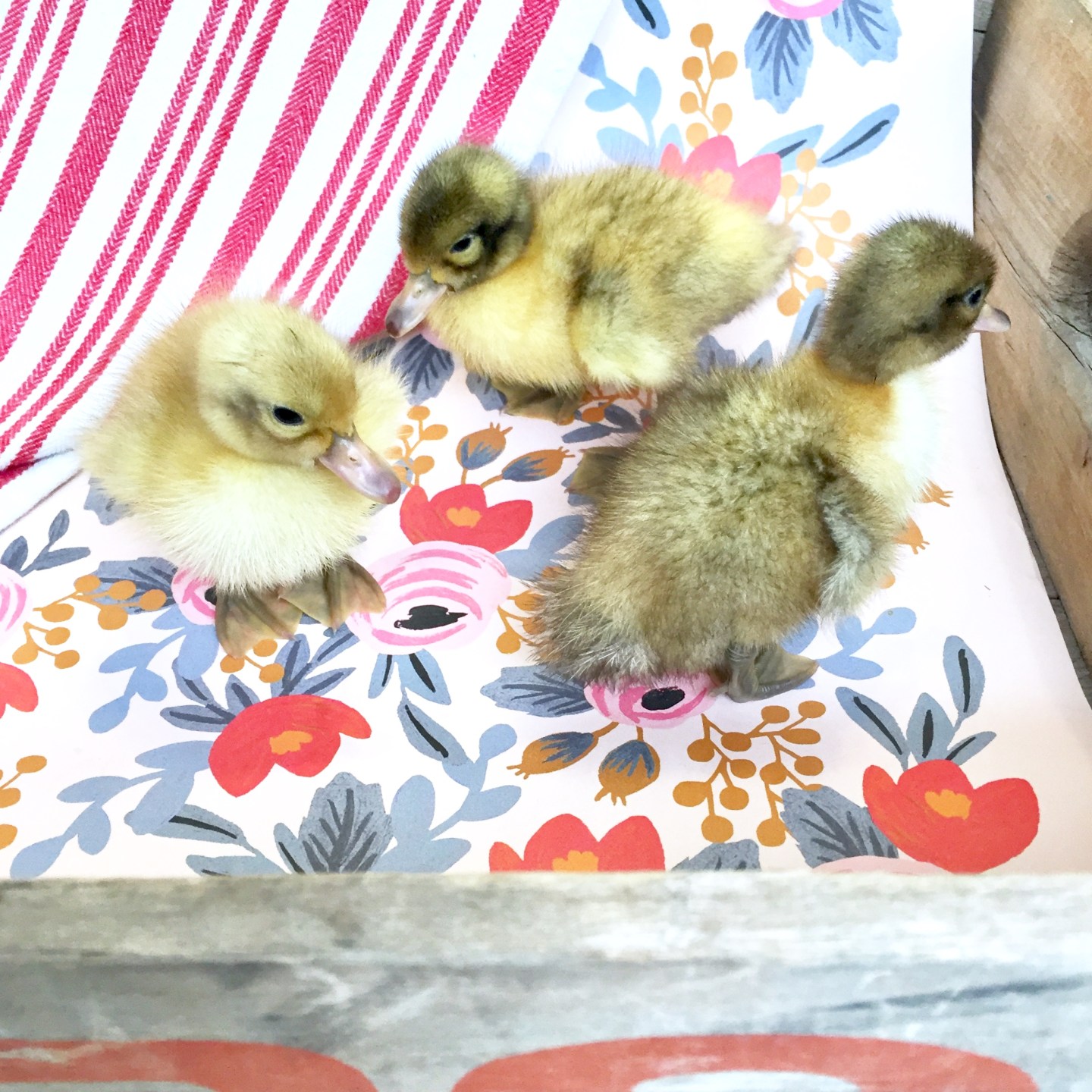 Mini Farm – Fest Farms Handmade + Homegrown