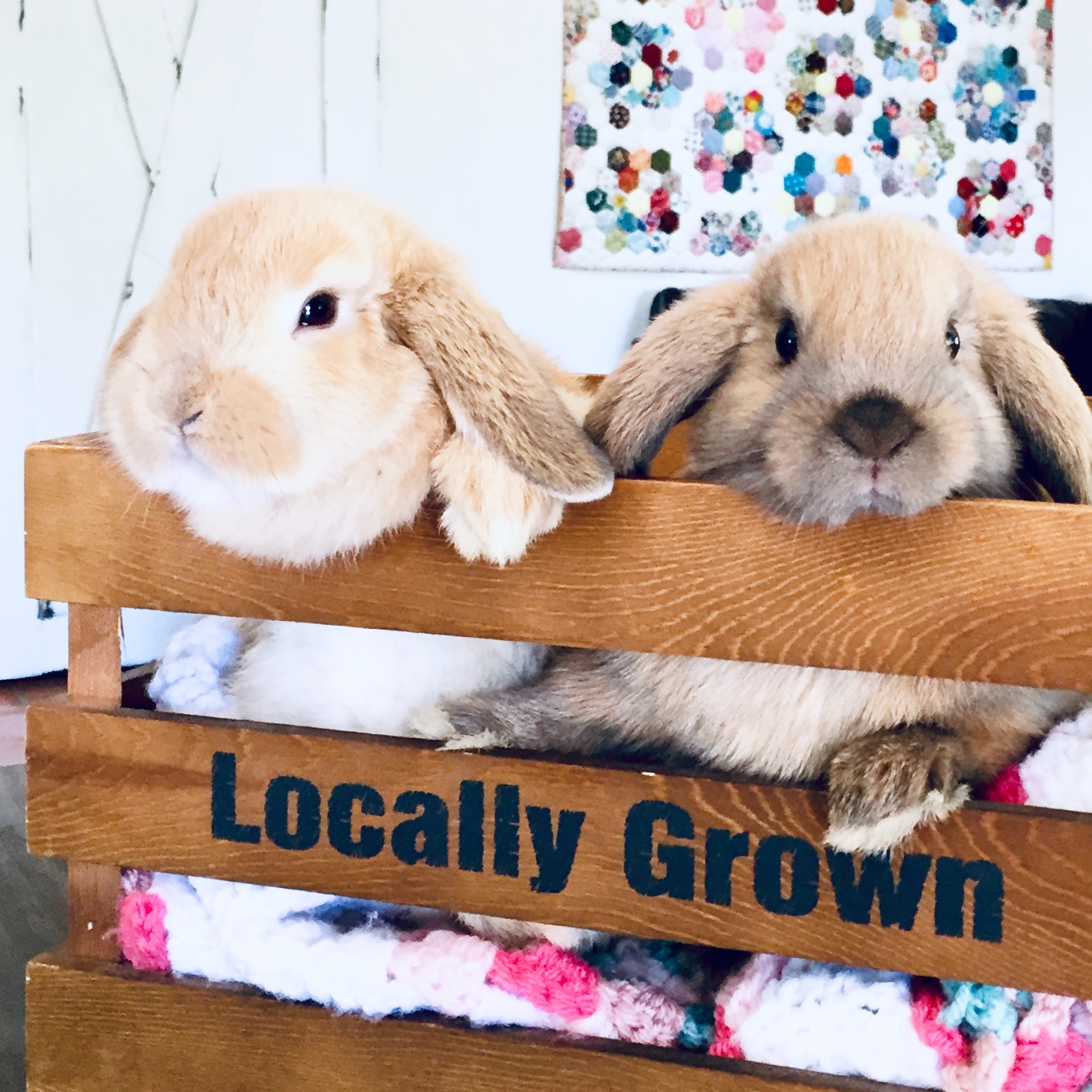 Fest Farms Handmade + Homegrown – Growing our Farm & Garden in the ...