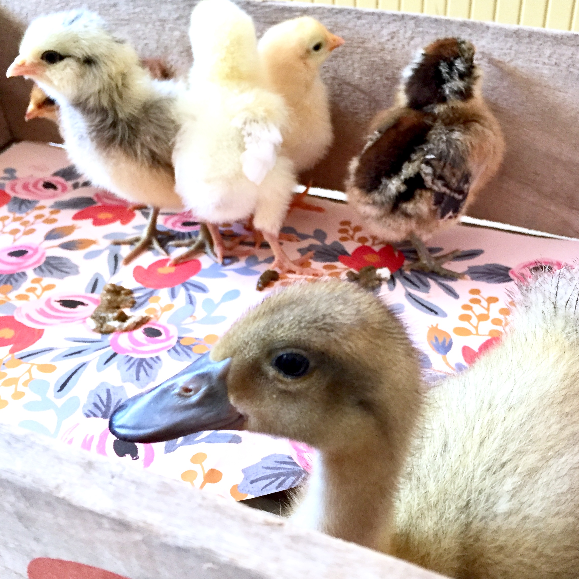 Mini Farm – Fest Farms Handmade + Homegrown
