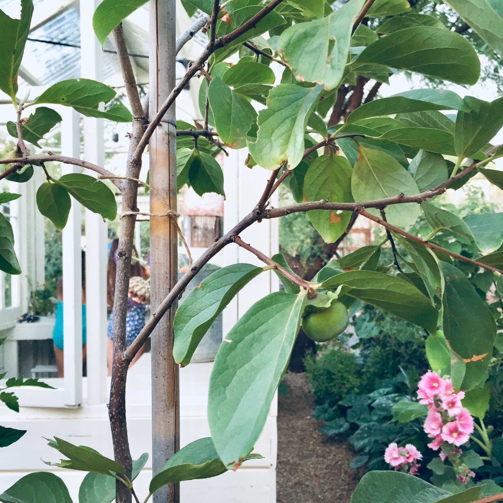 Desert Fruit Trees + Berries – Fest Farms Handmade + Homegrown