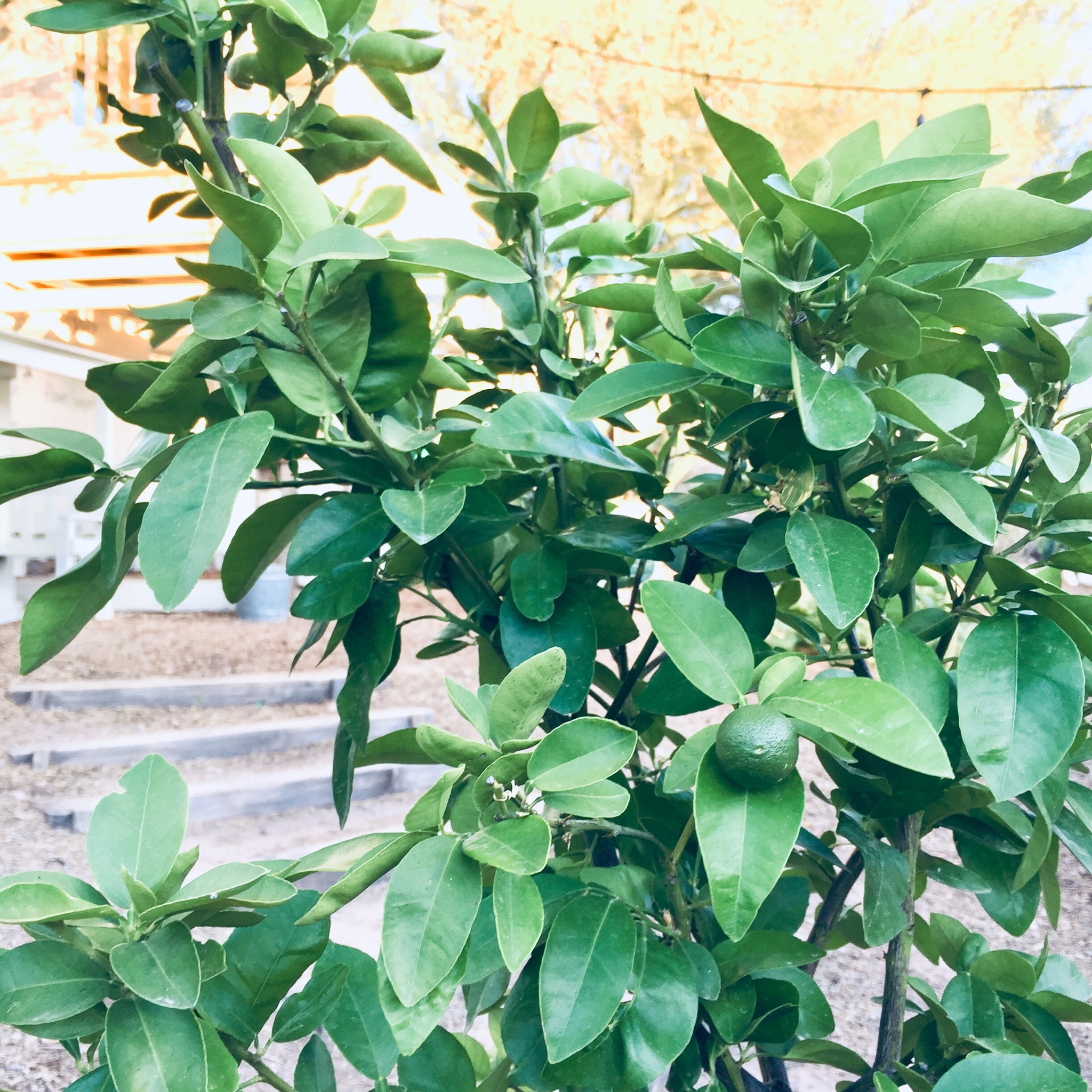 Desert Fruit Trees + Berries – Fest Farms Handmade + Homegrown