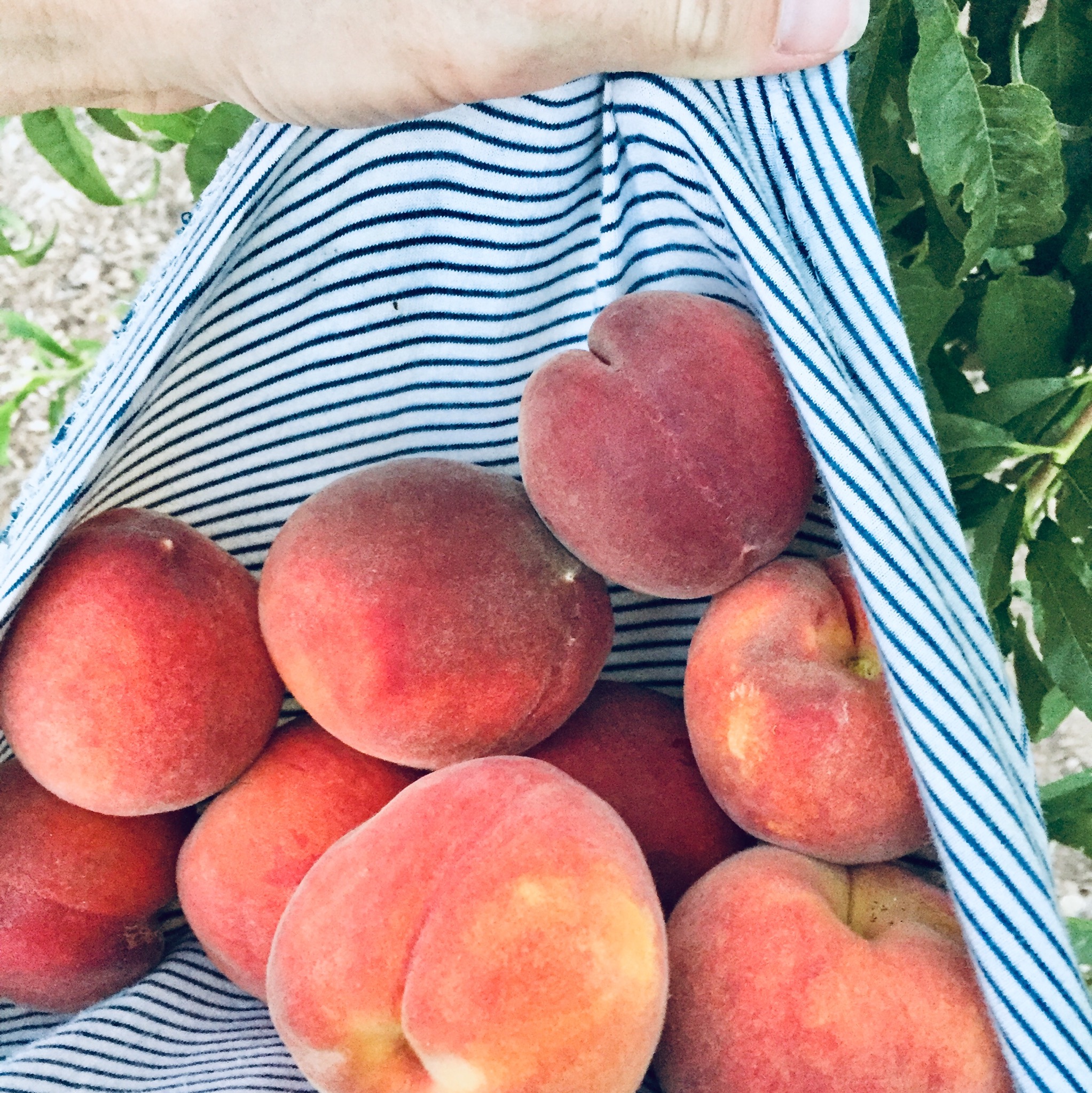 Desert Fruit Trees + Berries – Fest Farms Handmade + Homegrown