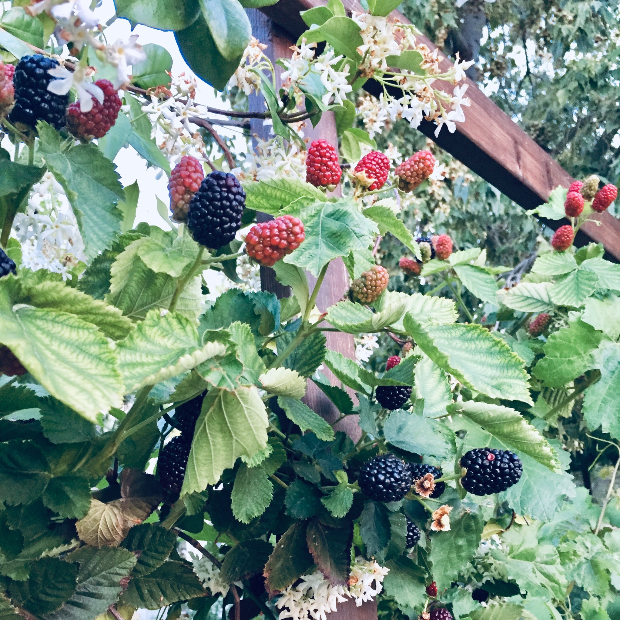 Desert Fruit Trees + Berries – Fest Farms Handmade + Homegrown