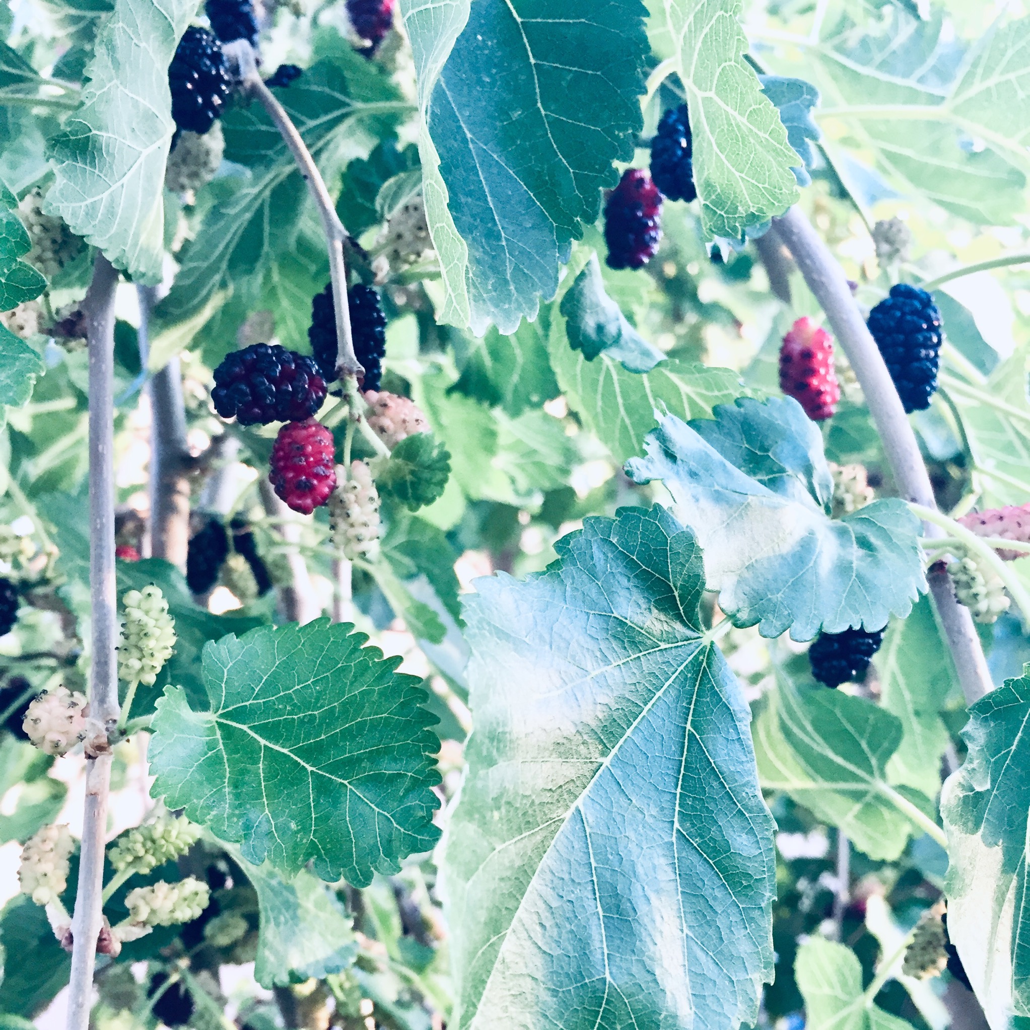 Desert Fruit Trees + Berries – Fest Farms Handmade + Homegrown