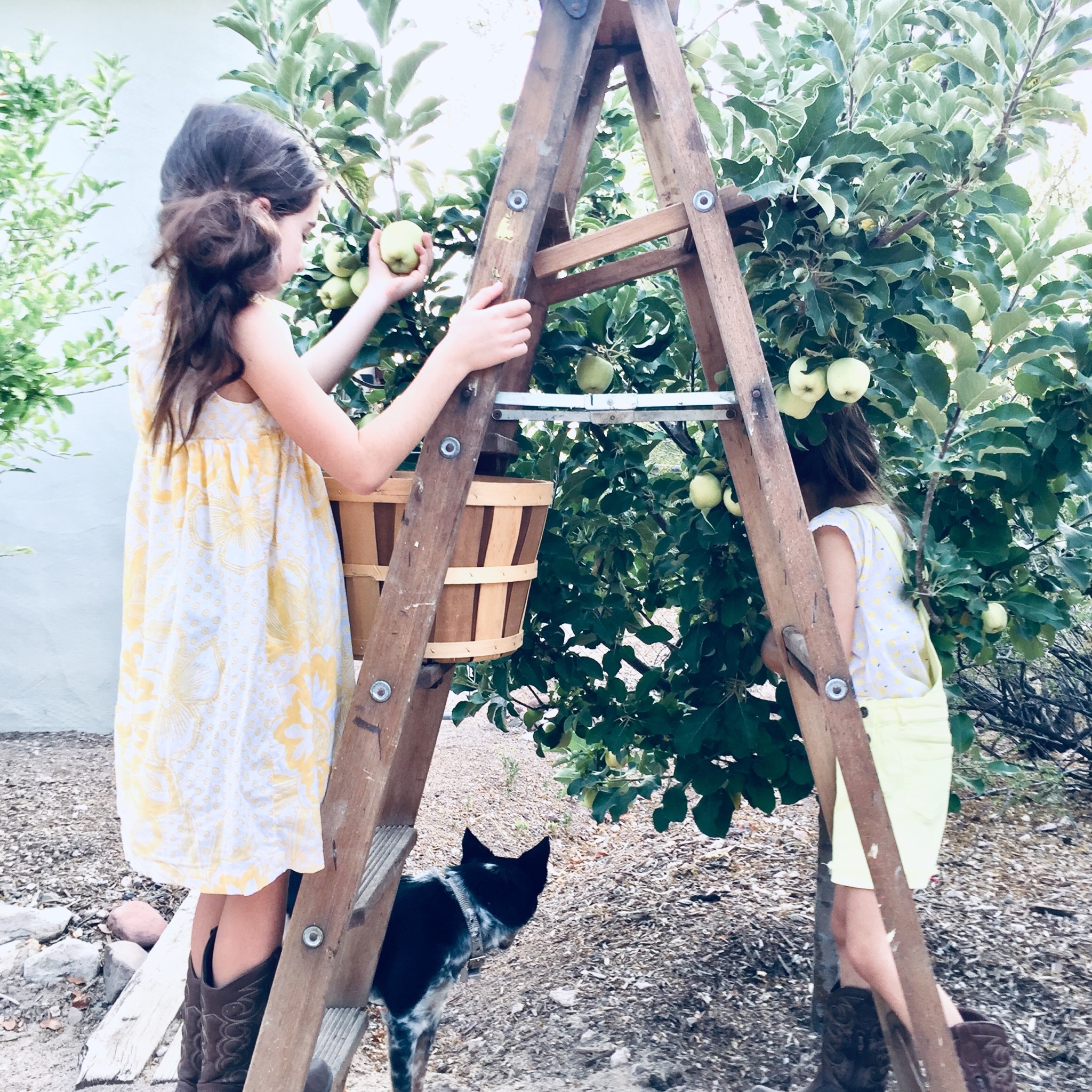 Desert Fruit Trees + Berries – Fest Farms Handmade + Homegrown