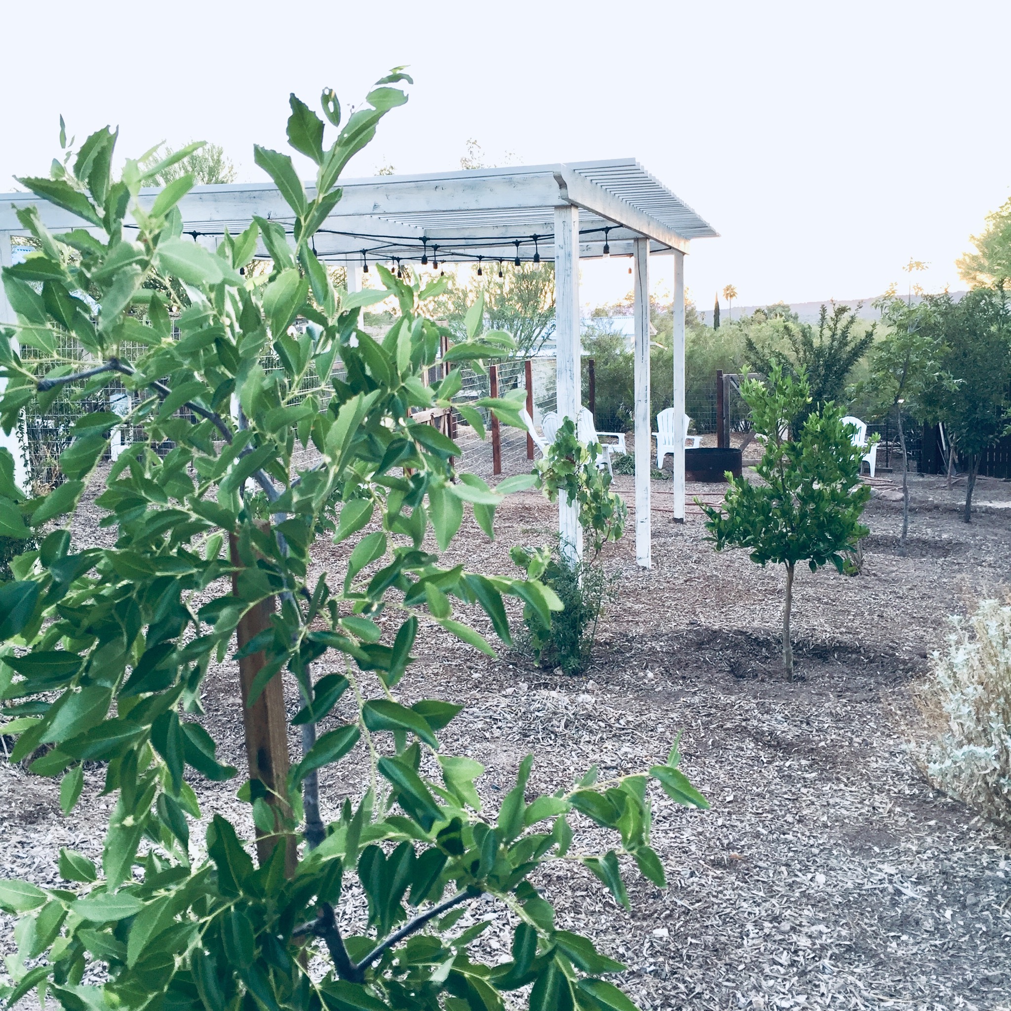 Desert Fruit Trees + Berries – Fest Farms Handmade + Homegrown