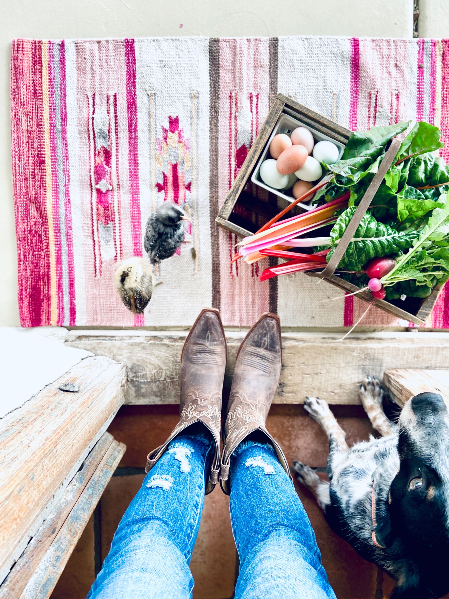 Designing your Backyard Farm + Garden – Fest Farms Handmade + Homegrown