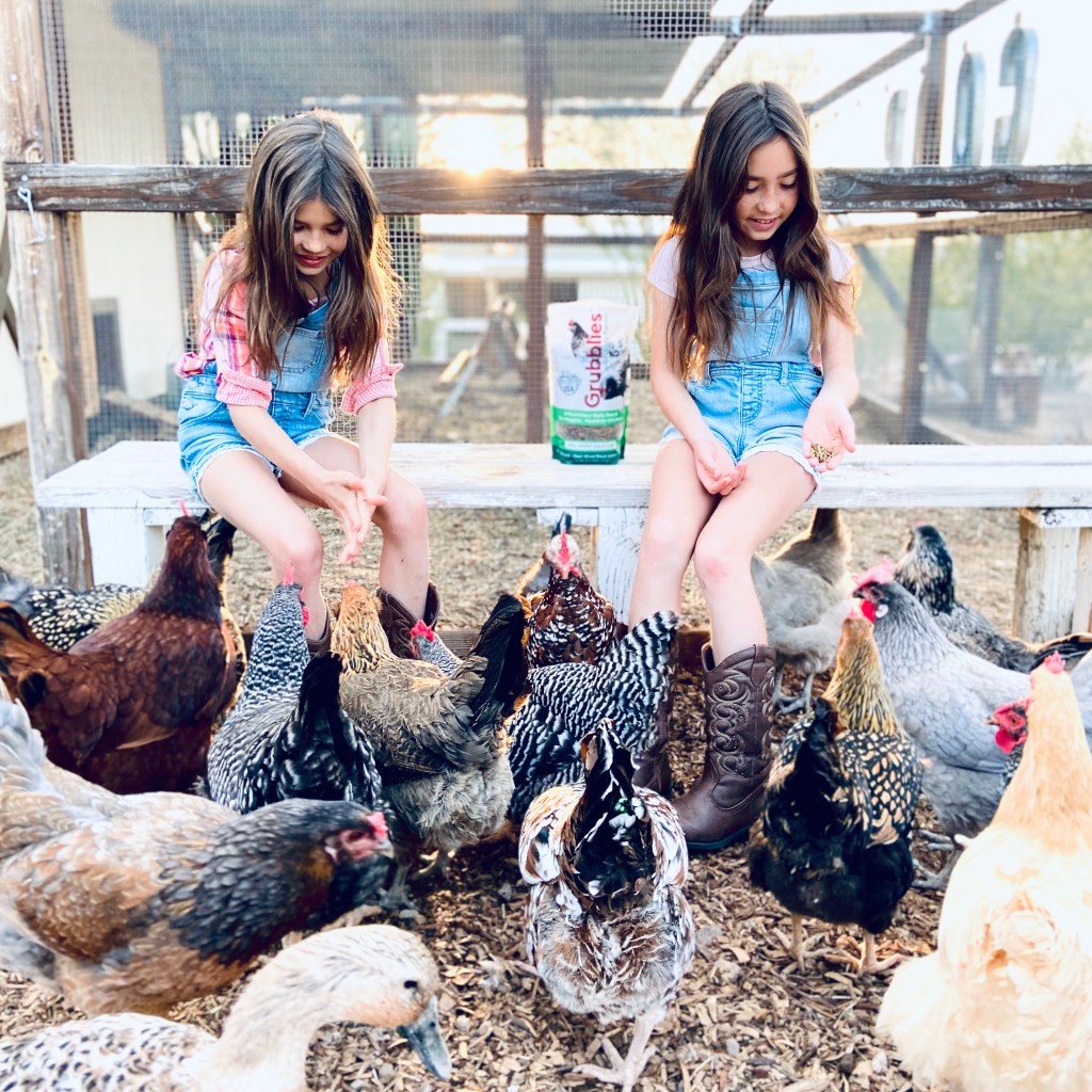 Tour the Coop + Chicken Care in the Desert Heat – Fest Farms Handmade ...