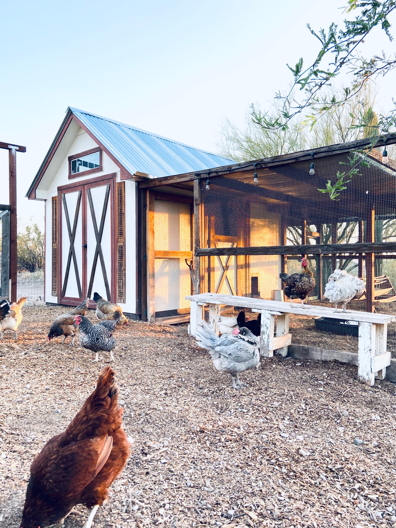 Tour the Coop + Chicken Care in the Desert Heat – Fest Farms Handmade ...
