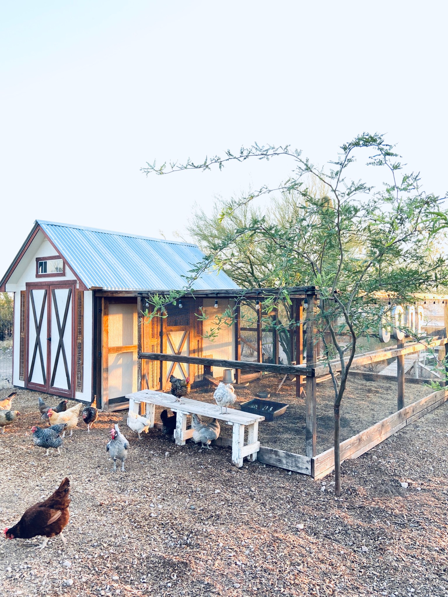 Tour the Coop + Chicken Care in the Desert Heat – Fest Farms Handmade ...